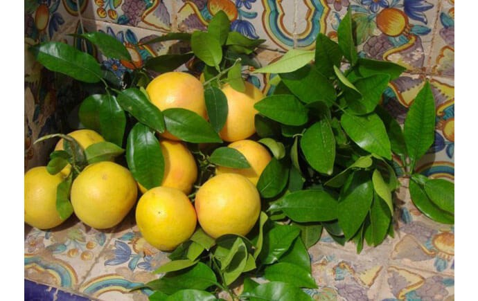 Buy Grapefruit Online | Fruit Online 【-20%